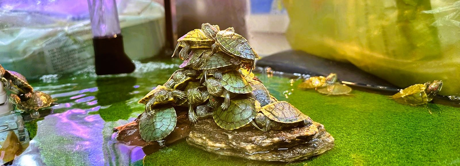 Turtle – tohaquarium