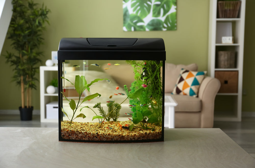Tank Starters – tohaquarium