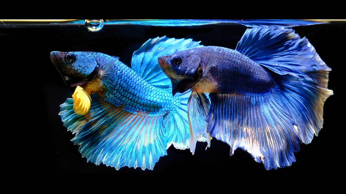 Toh Aquarium – tohaquarium